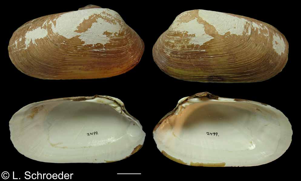 Bivalves - Trapezidae, Ungulinidae, Kelliellidae, Vesicomyidae